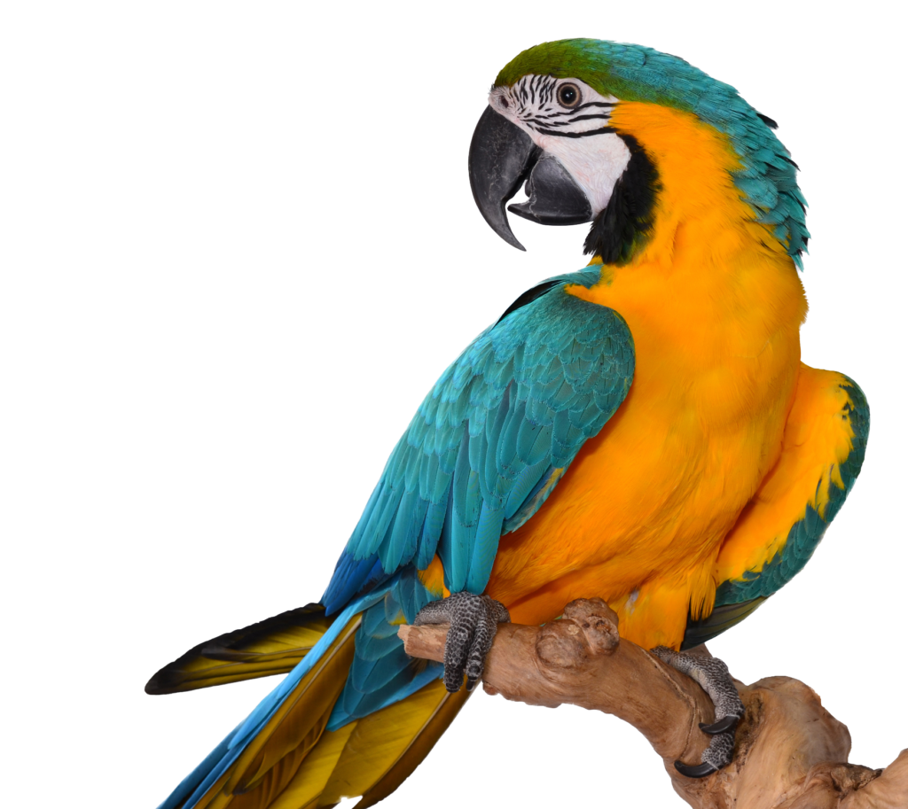 Parrots For Sale Near Me UK - Parrots For Adoption In UK